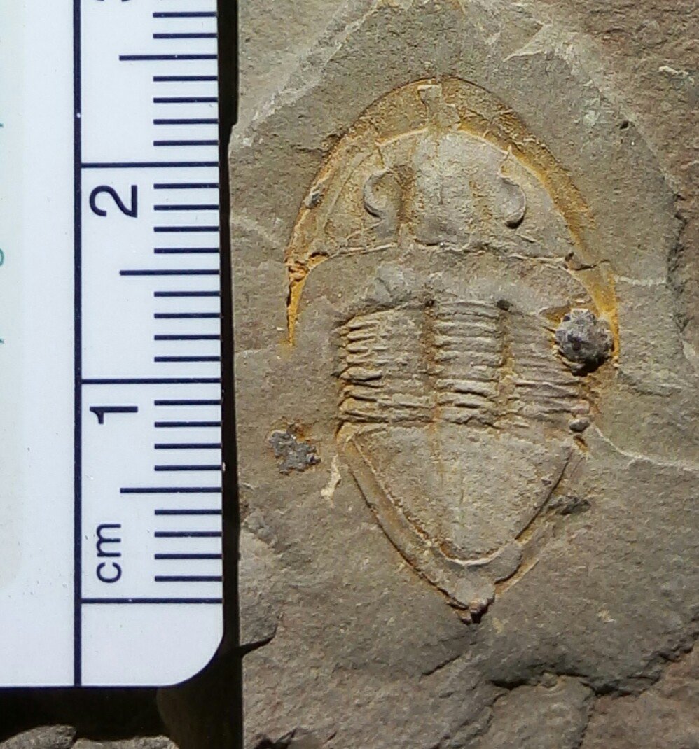 Extremely Rare Dictyella longispina - Trilobites - The Fossil Forum