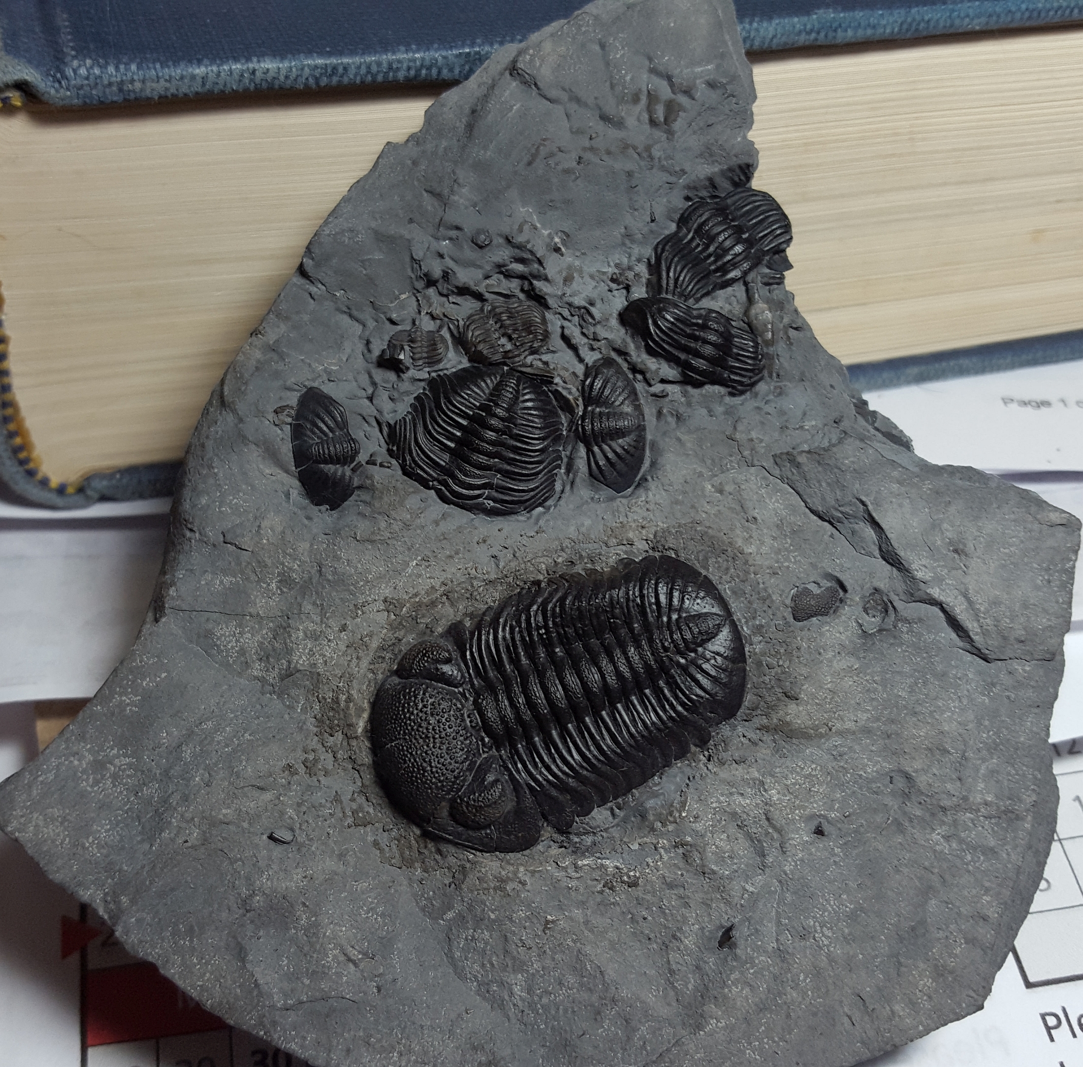 Needed a little love and care - Fossil Preparation - The Fossil Forum