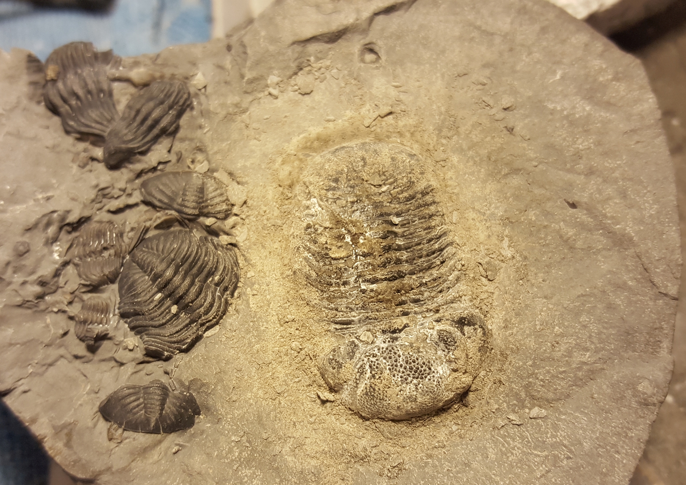 Needed a little love and care - Fossil Preparation - The Fossil Forum