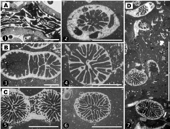 Corals? - Fossil ID - The Fossil Forum