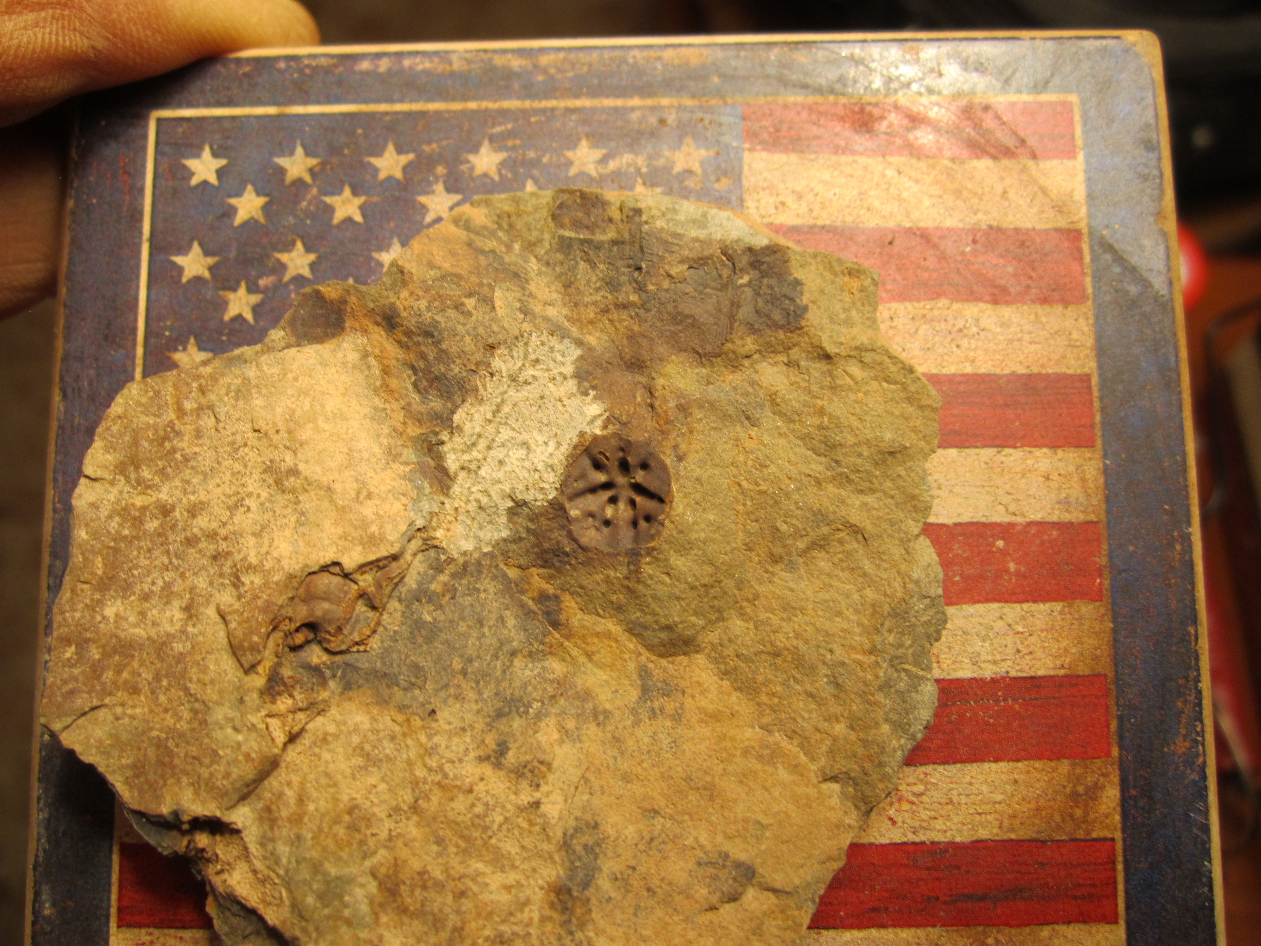 Crinoid ? Holdfast ? - Fossil ID - The Fossil Forum