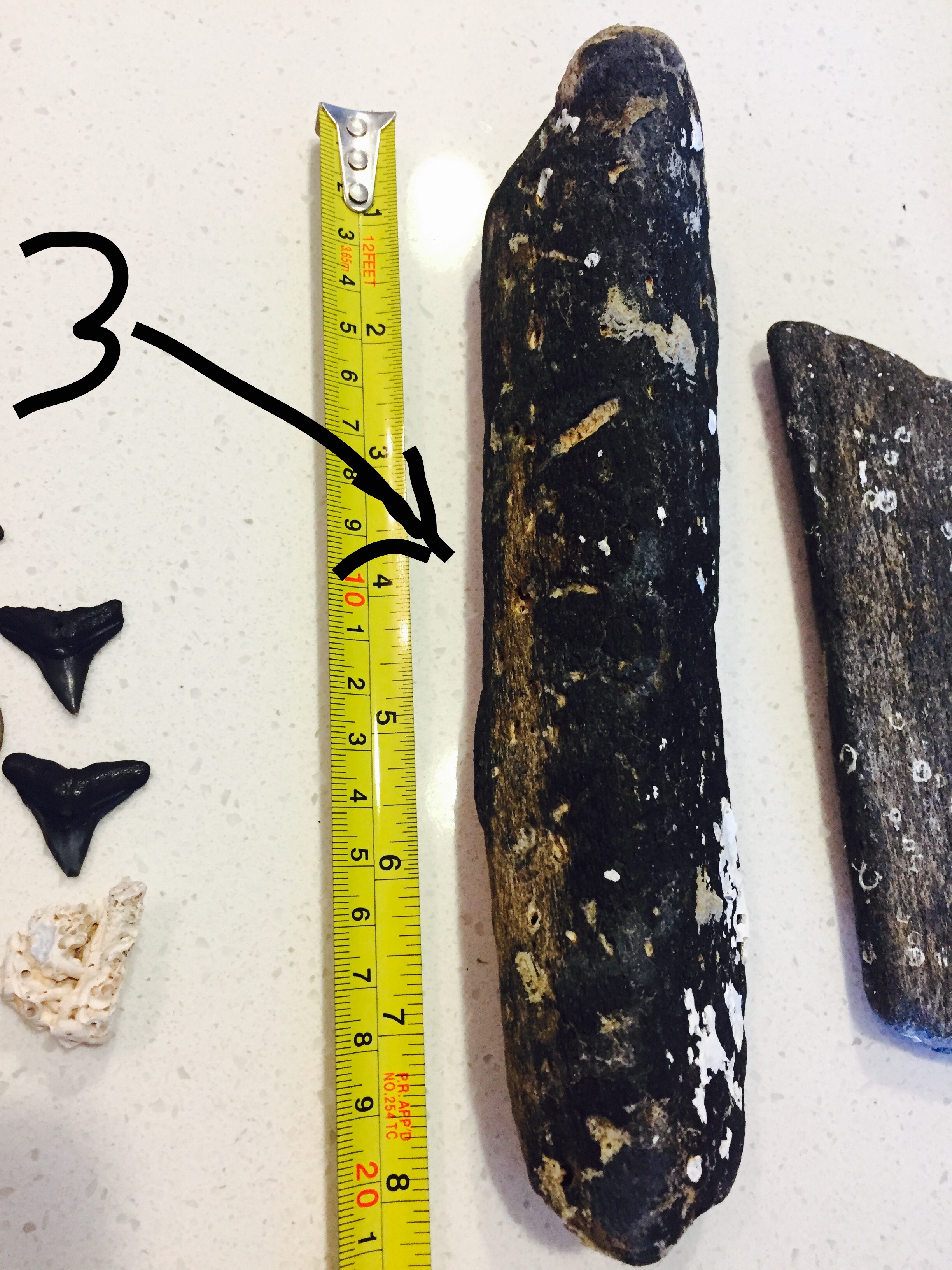 Venice Beach Fossil ID Help - Fossil ID - The Fossil Forum