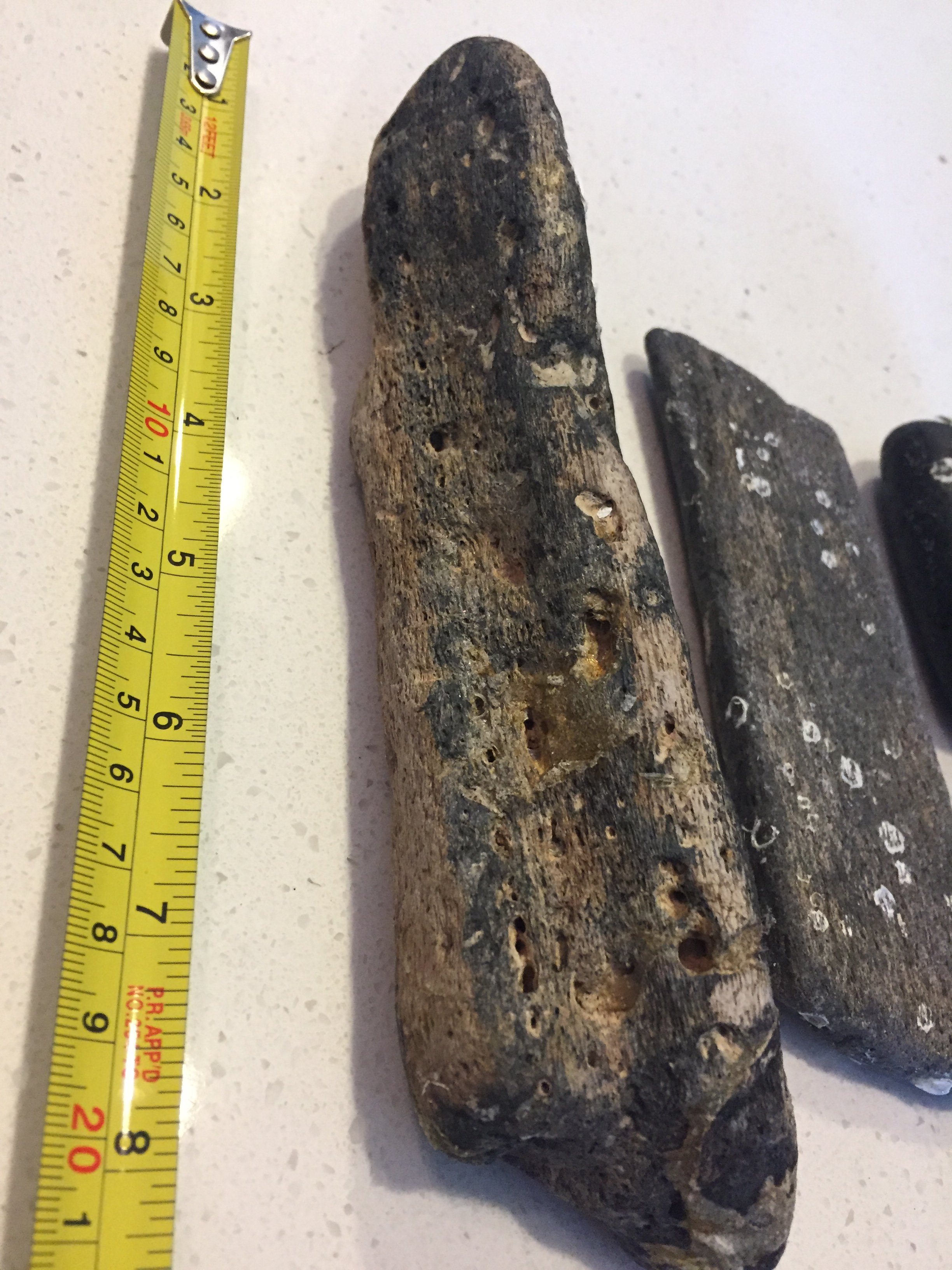Venice Beach Fossil ID Help - Fossil ID - The Fossil Forum