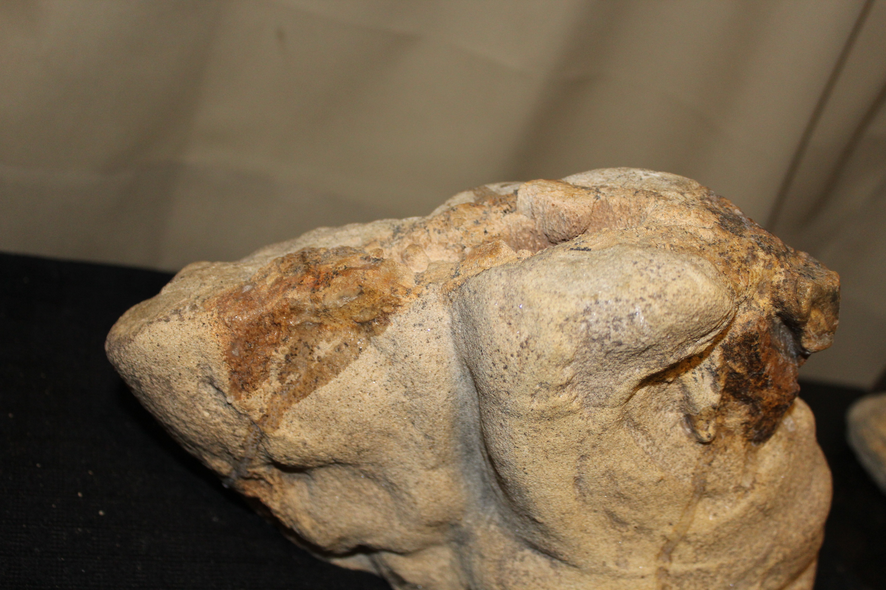 Is this a sea lion - Fossil ID - The Fossil Forum