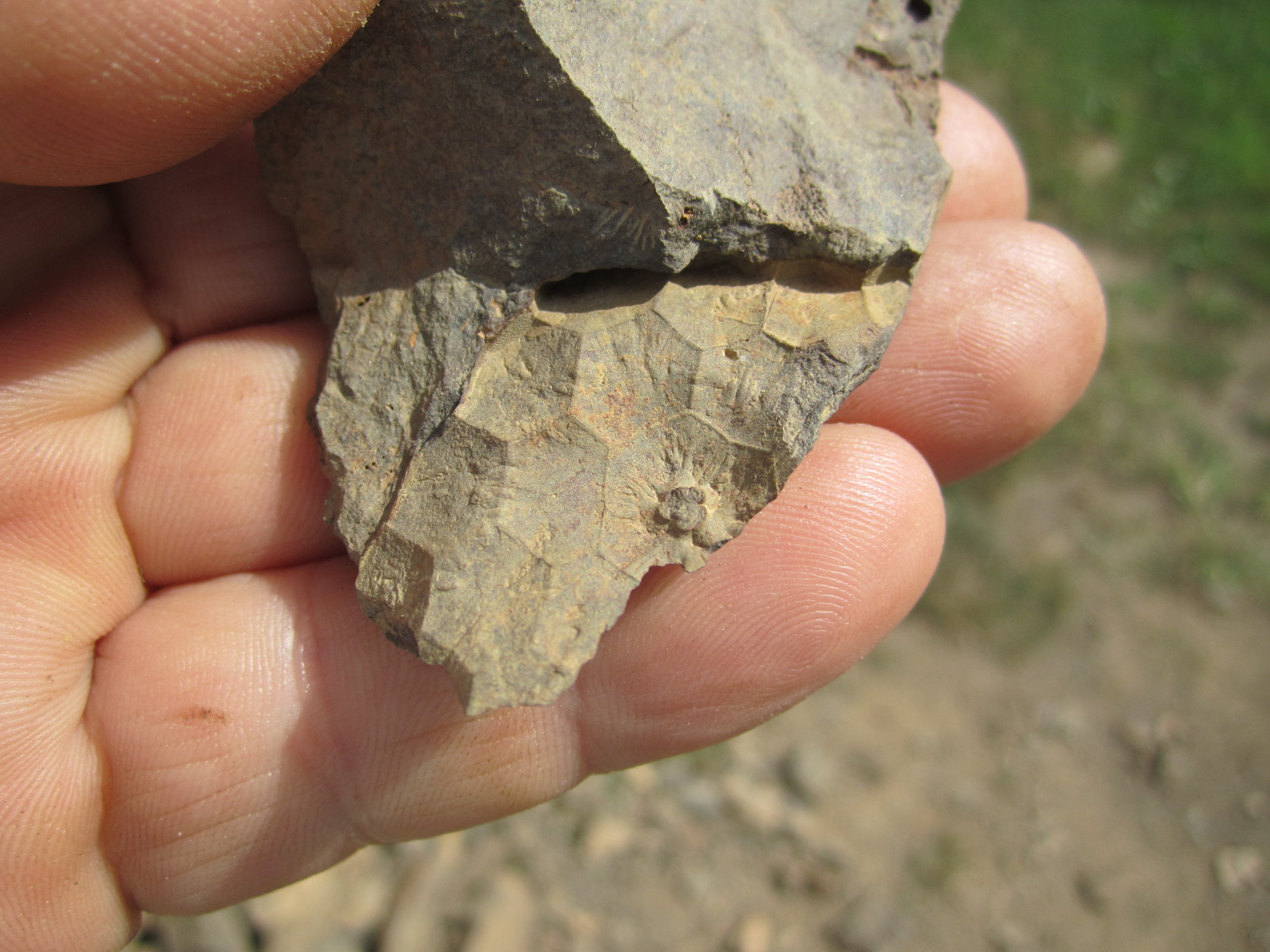 Calyx - Interestingly intricate features - Fossil ID - The Fossil Forum