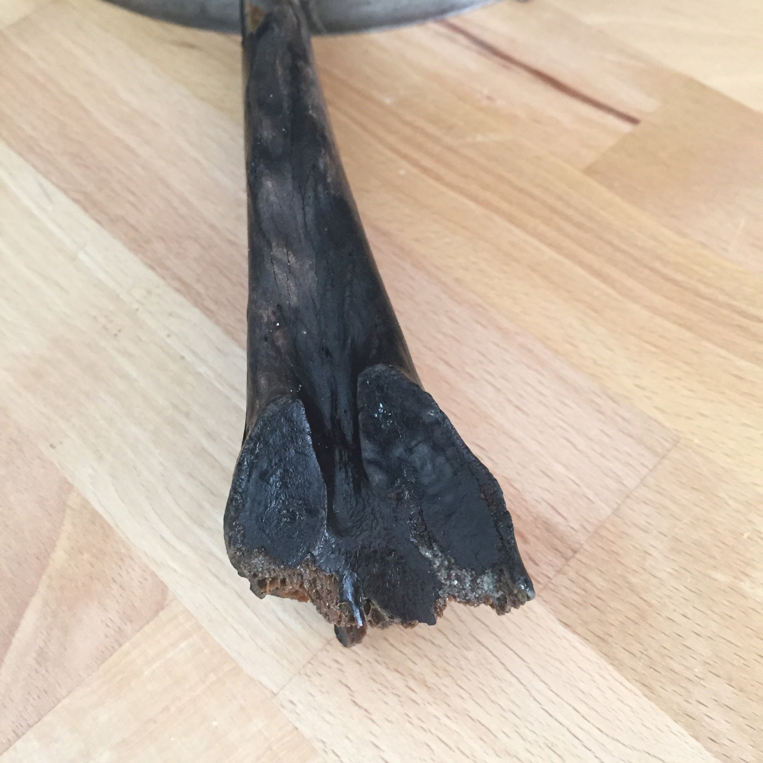 Big bone piece - Fossil ID - The Fossil Forum