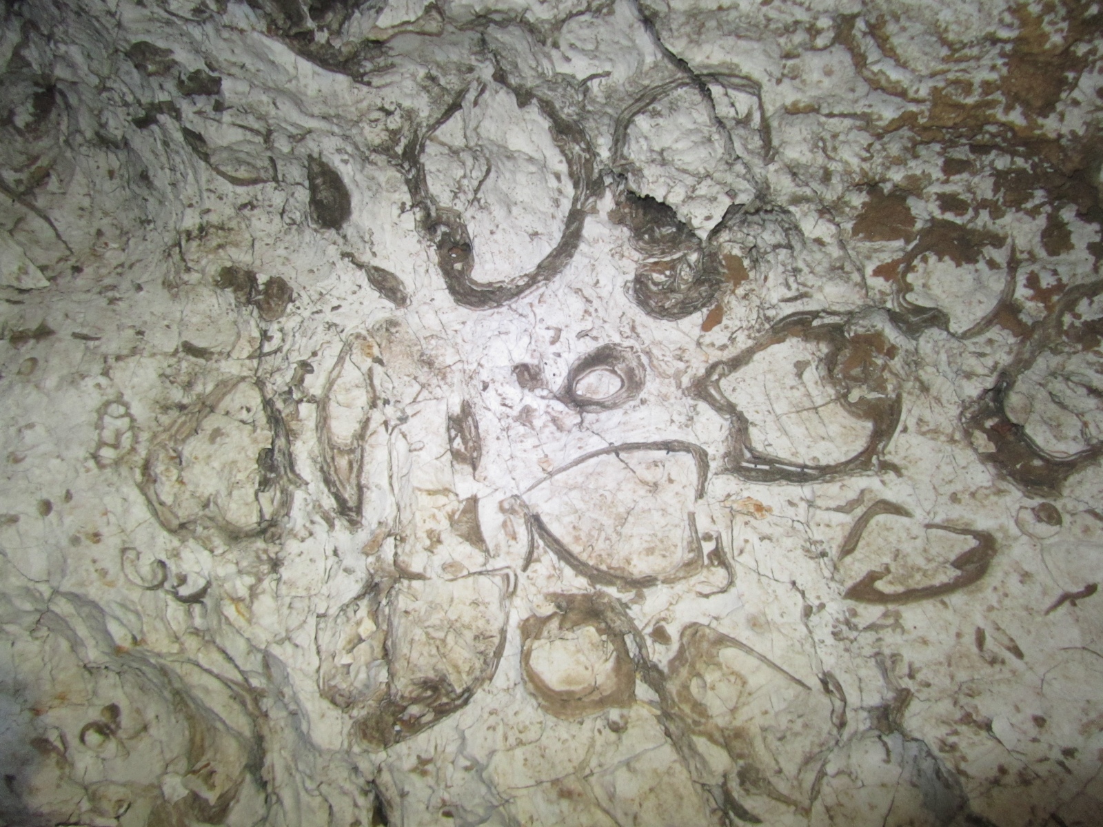 Very strange fossil in Dachstein Limestone - Fossil ID - The Fossil Forum
