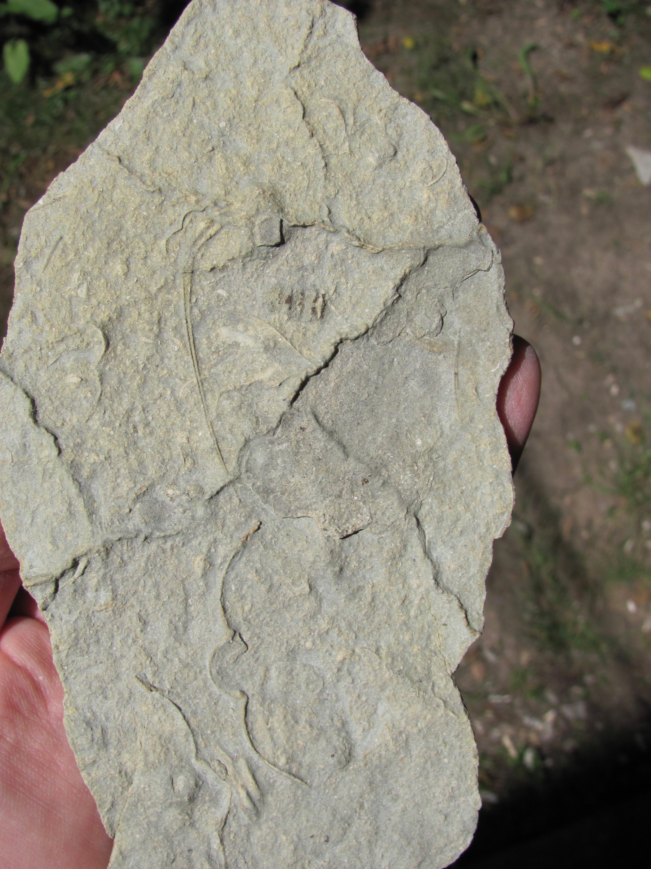 Mystery fossils from the Upper Cambrian - Fossil Hunting Trips - The ...