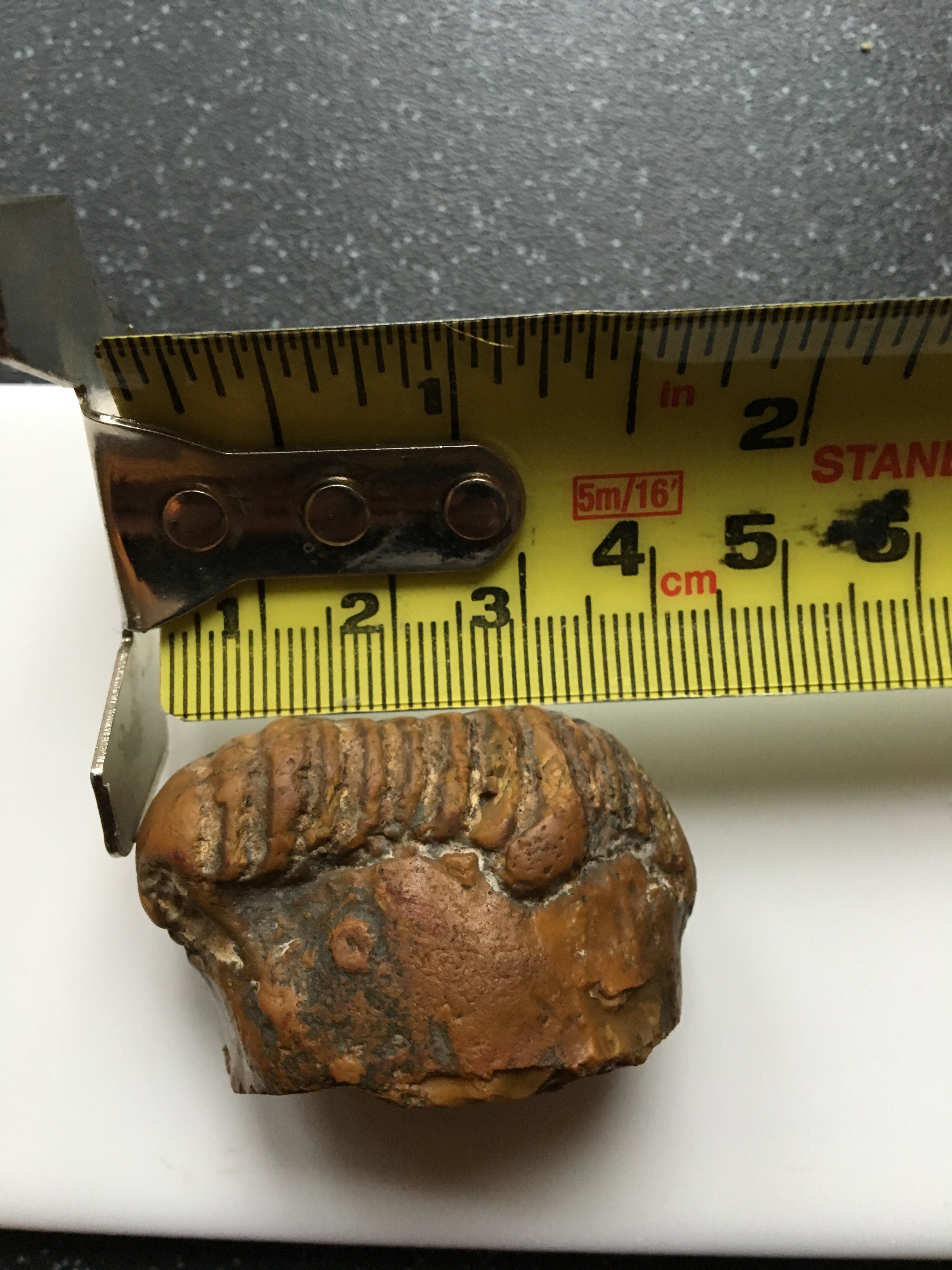 Fossil help - Fossil ID - The Fossil Forum