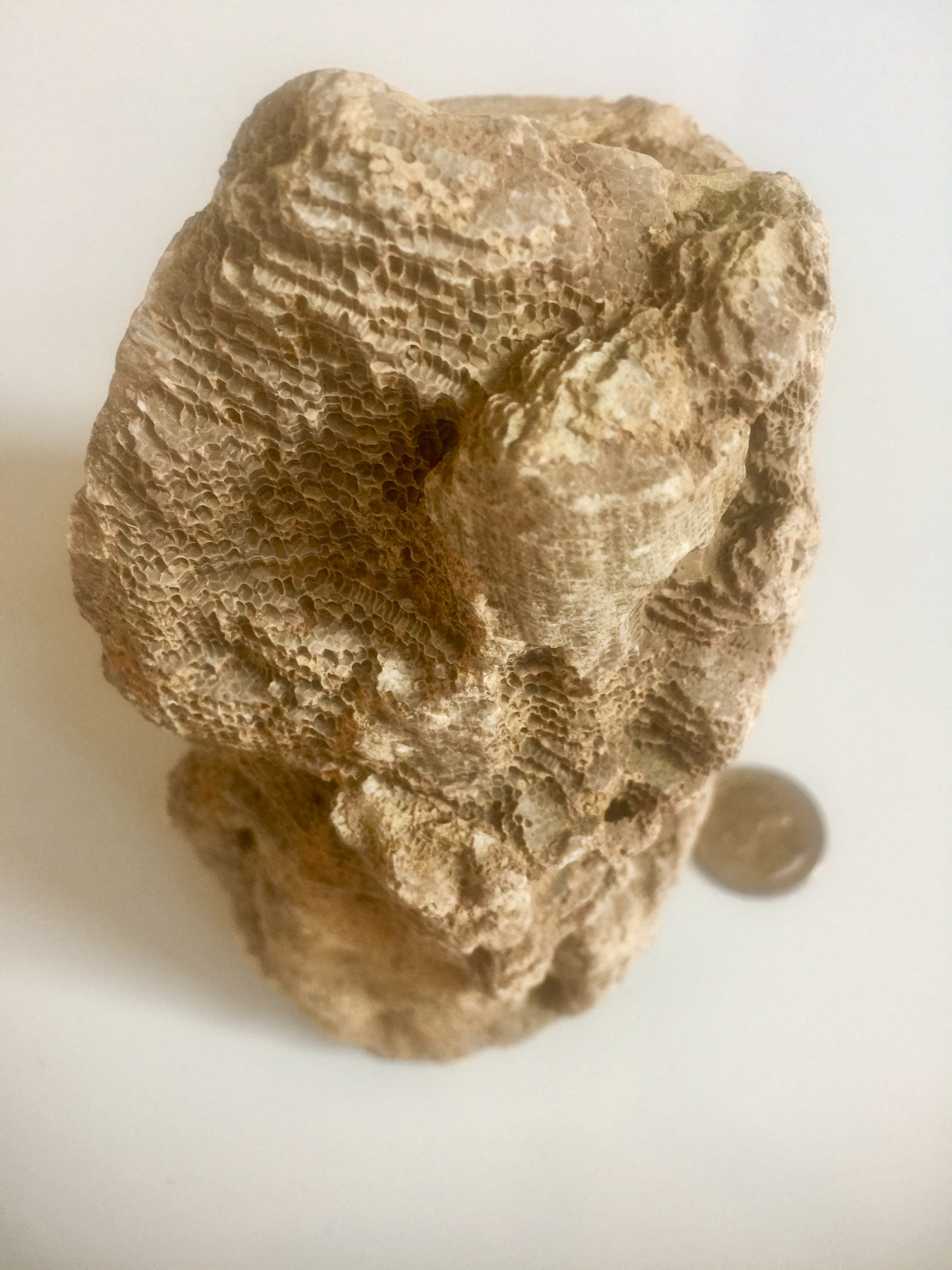 I thought it was a piece of concrete at first.... - Fossil ID - The ...