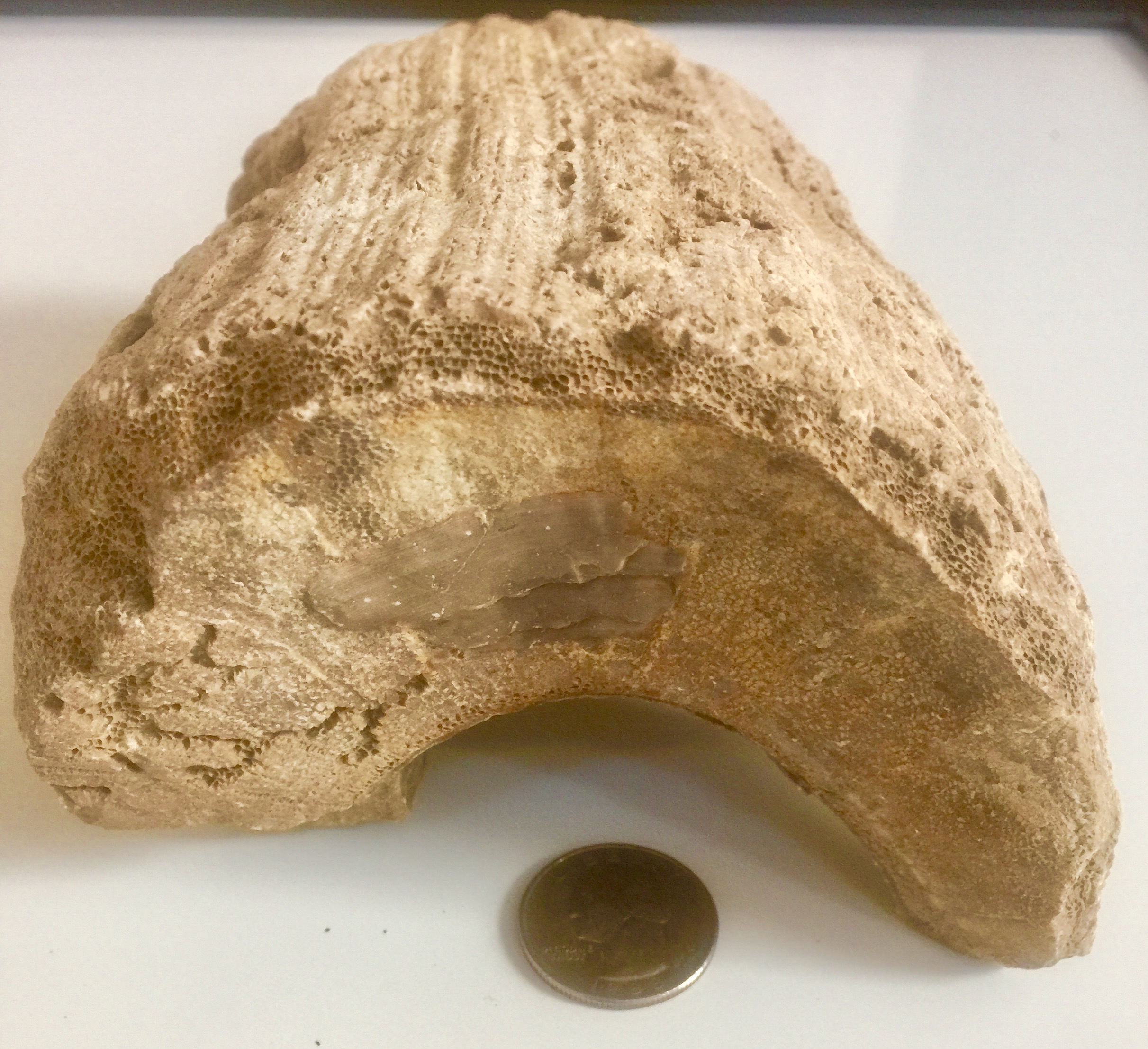 I thought it was a piece of concrete at first.... - Fossil ID - The ...