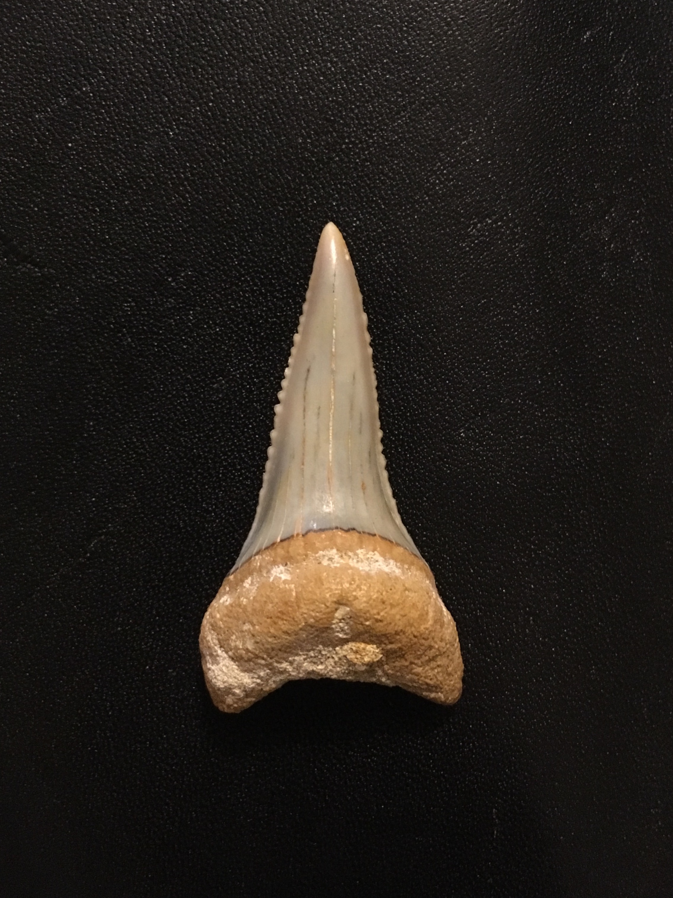Great white and eagle ray tooth from Peru - Member Collections - The ...