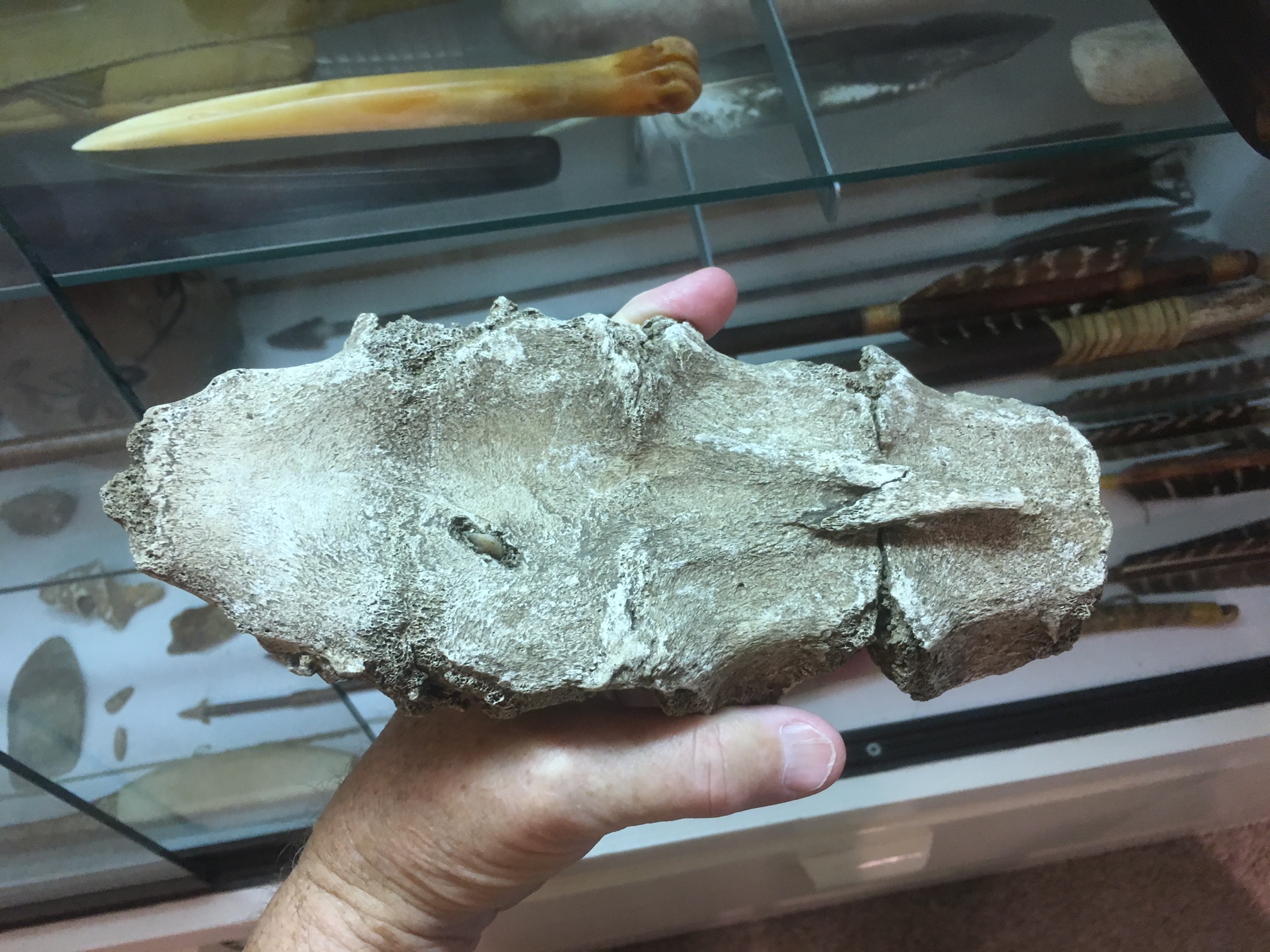 Vert Identification - Fossil ID - The Fossil Forum