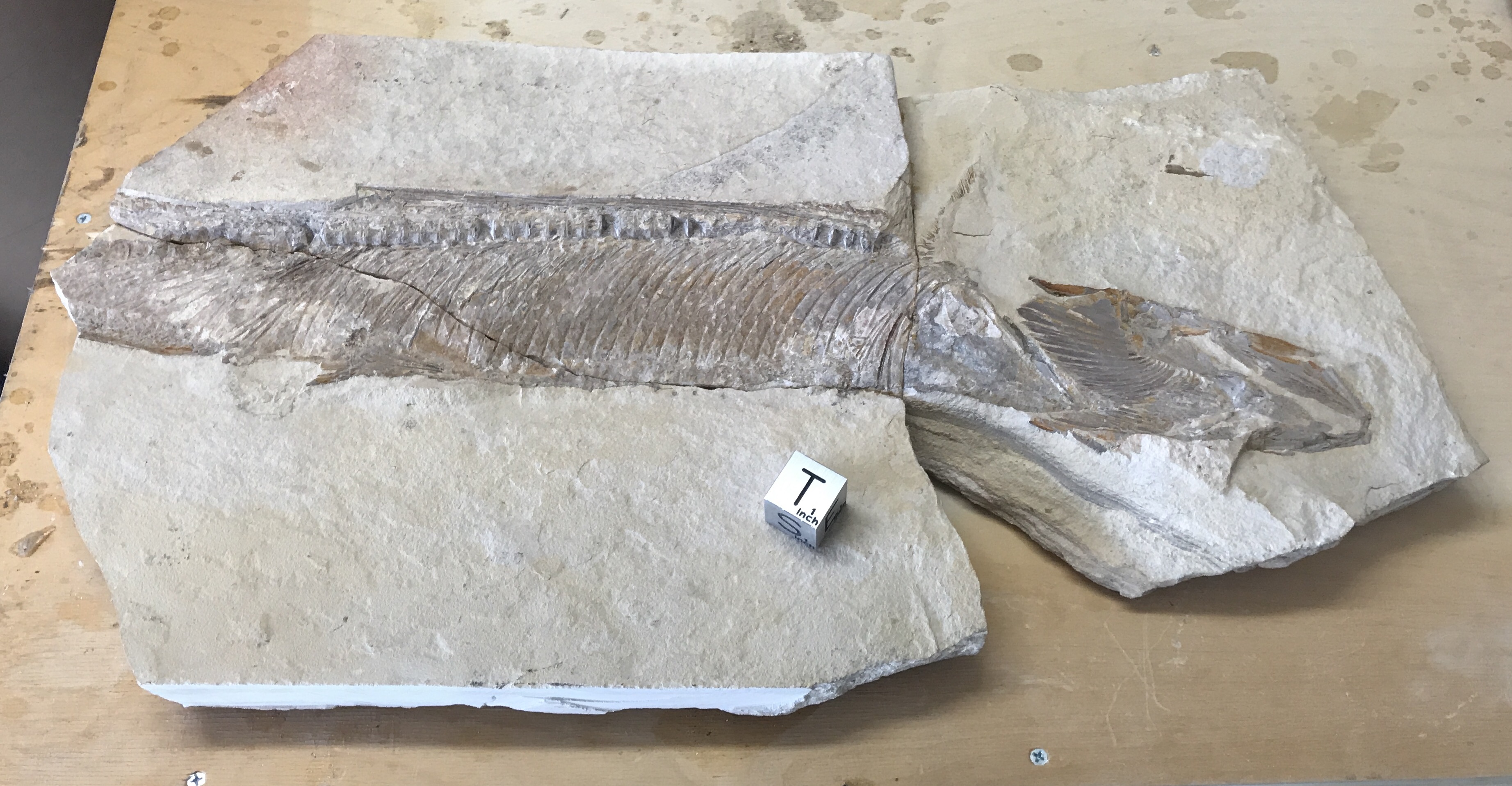 South Texas Fish - Fossil Preparation - The Fossil Forum