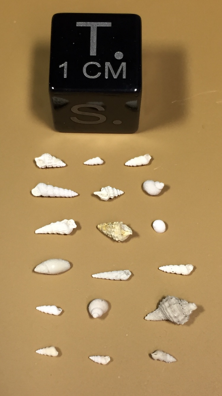 Gotta Love Tiny Shells - General Fossil Discussion - The Fossil Forum