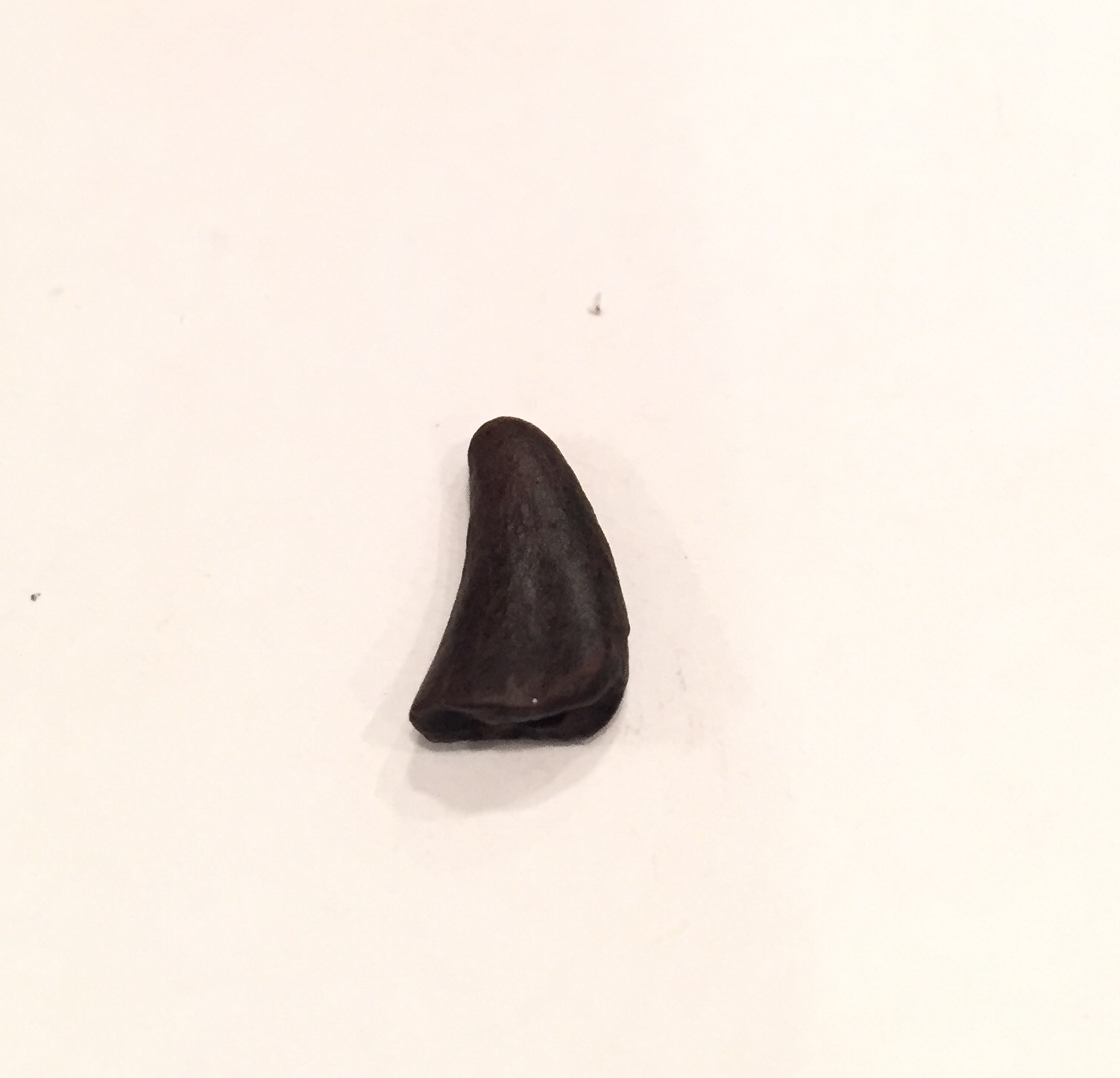 Tooth identification - Fossil ID - The Fossil Forum