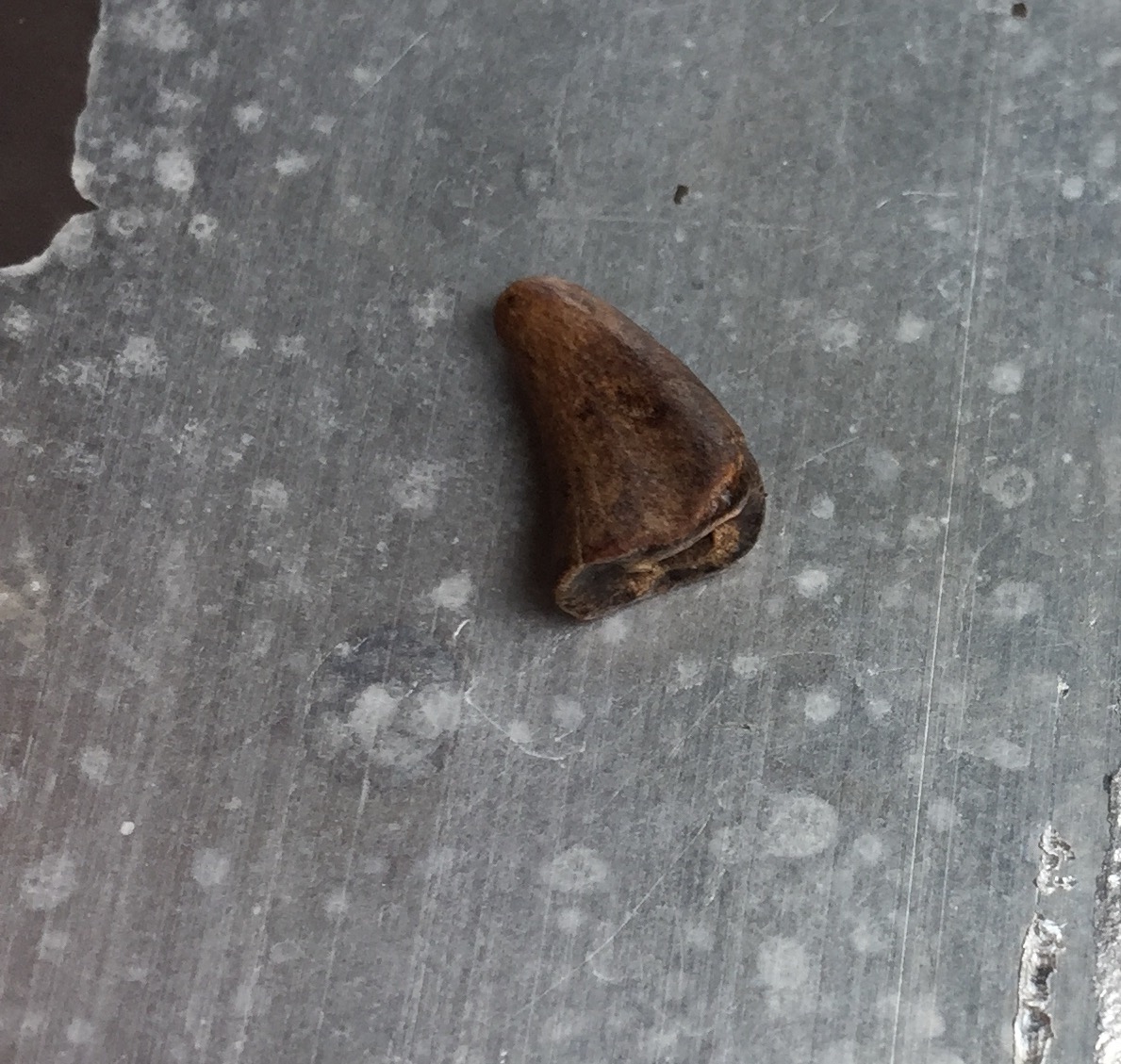 Tooth identification - Fossil ID - The Fossil Forum