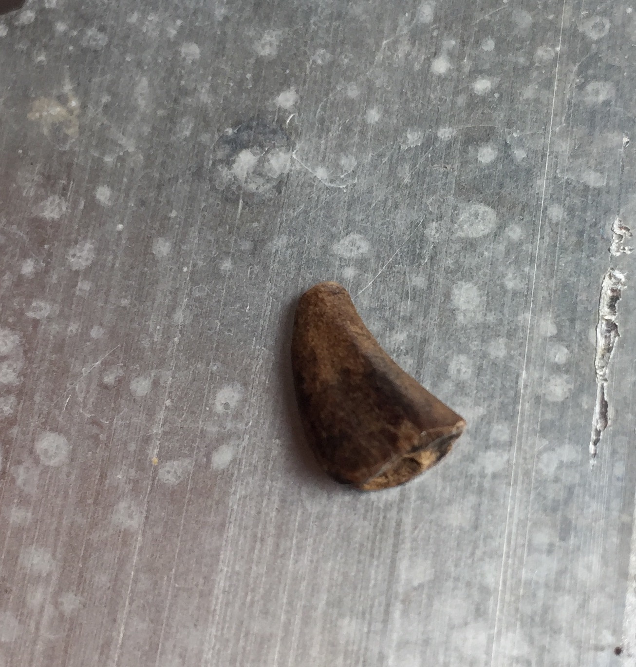 Tooth identification - Fossil ID - The Fossil Forum