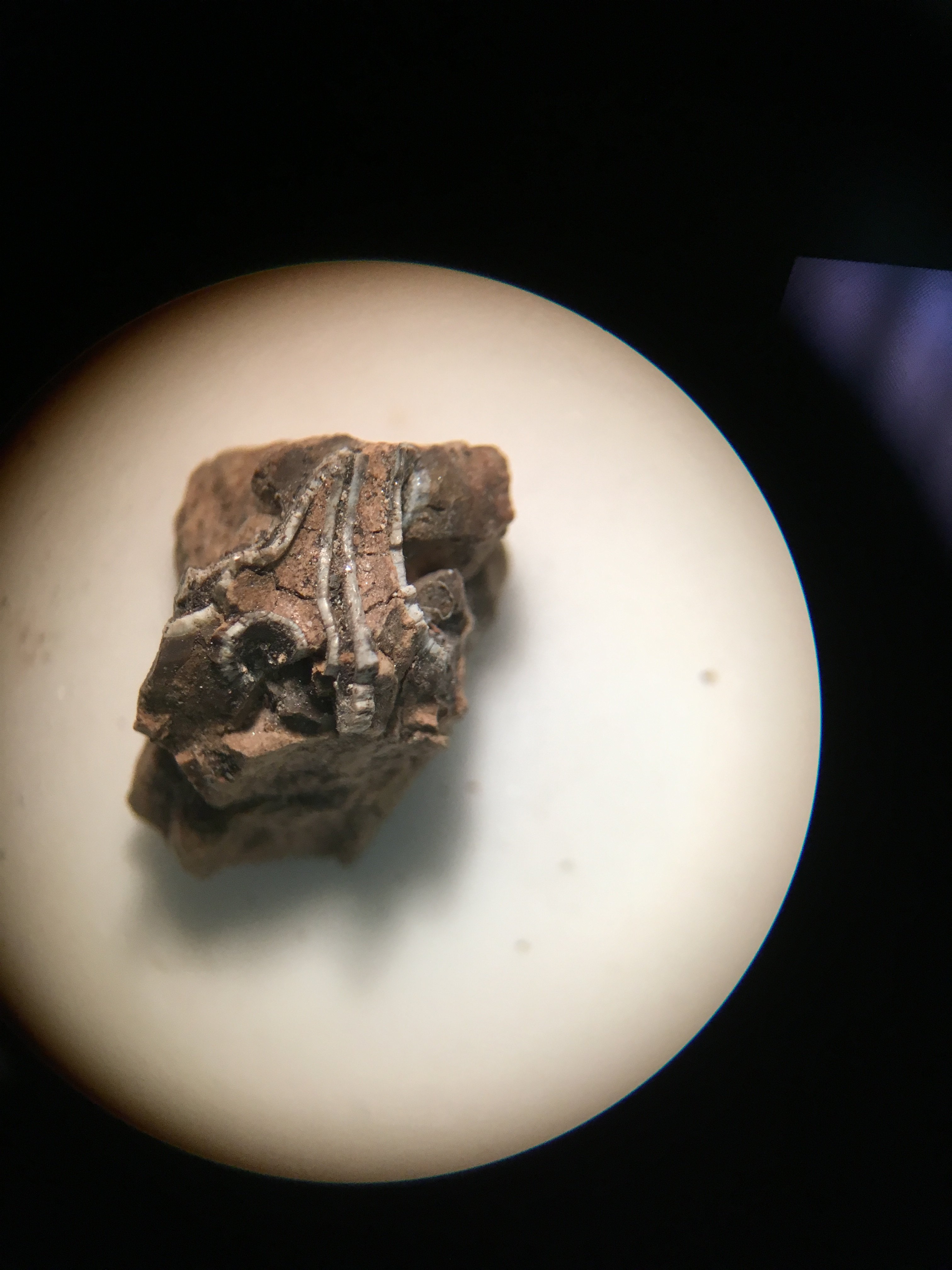 Fossilized Grazing Mammal Tooth? - Fossil ID - The Fossil Forum