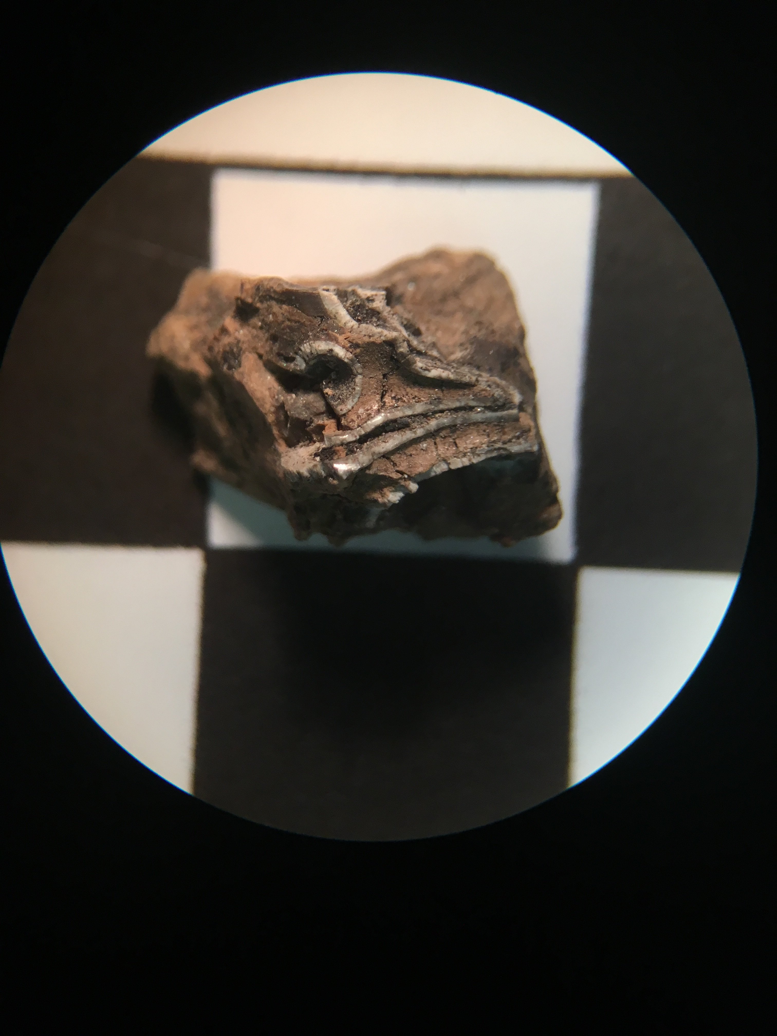 Fossilized Grazing Mammal Tooth? - Fossil ID - The Fossil Forum
