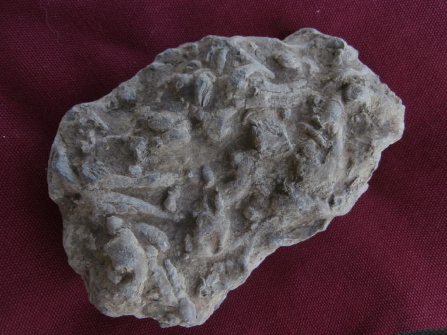 What's this mess? - Fossil ID - The Fossil Forum