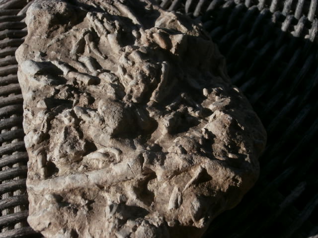 What's this mess? - Fossil ID - The Fossil Forum