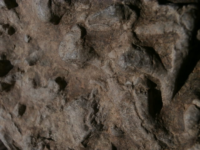 What's this mess? - Fossil ID - The Fossil Forum