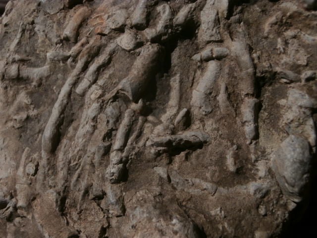 What's this mess? - Fossil ID - The Fossil Forum