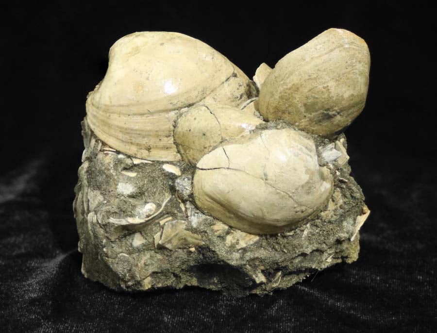 Paleobond Tips for Shells? - Fossil Preparation - The Fossil Forum