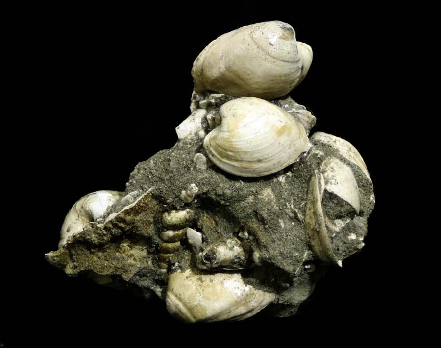 Paleobond Tips for Shells? - Fossil Preparation - The Fossil Forum