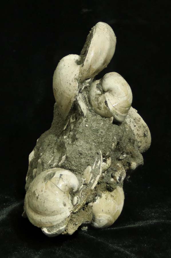 Paleobond Tips for Shells? - Fossil Preparation - The Fossil Forum