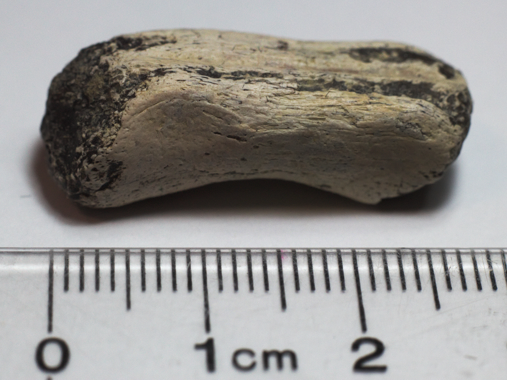 Raptor vertebra? - Fossil ID - The Fossil Forum