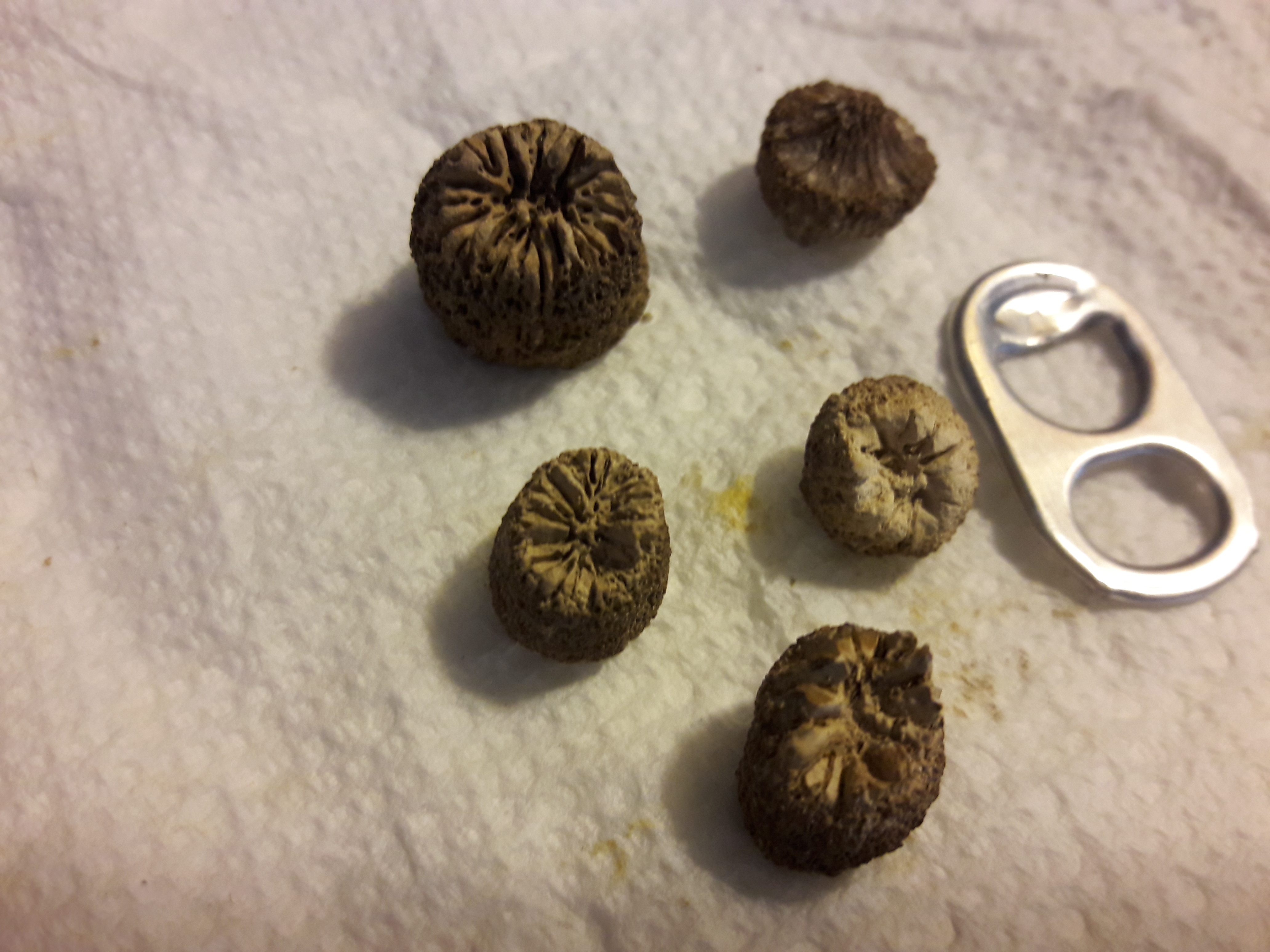 Corals? - Fossil ID - The Fossil Forum