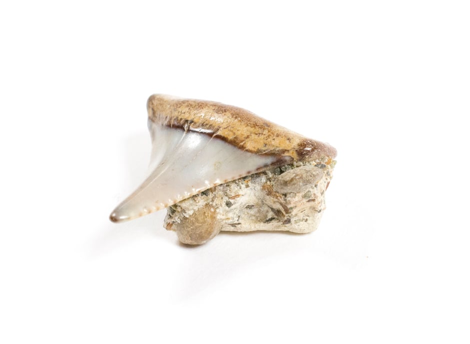 Great white and eagle ray tooth from Peru - Member Collections - The ...