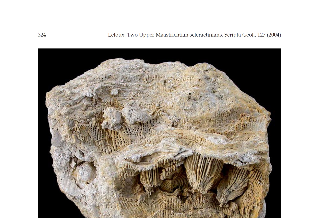 Tooth? Coral? Barnacle? Cephalopod? Help! - Fossil ID - The Fossil Forum