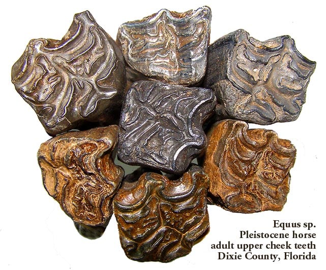 Fossilized Grazing Mammal Tooth? - Fossil ID - The Fossil Forum