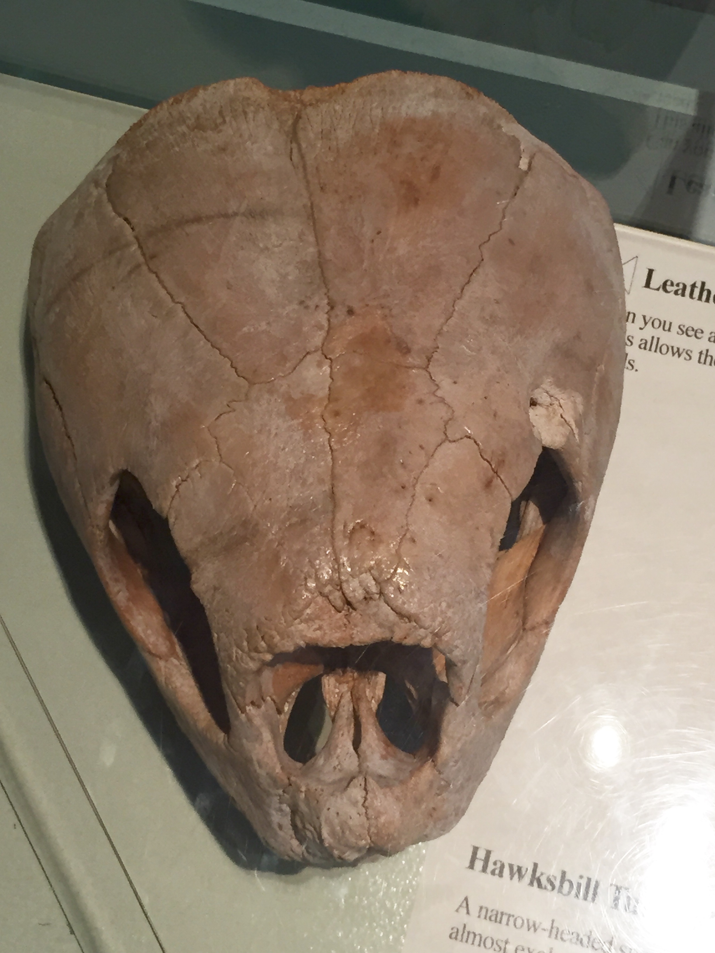 Cretaceous Cenomanian Turtle from Morocco (?) - Fossil ID - The Fossil ...