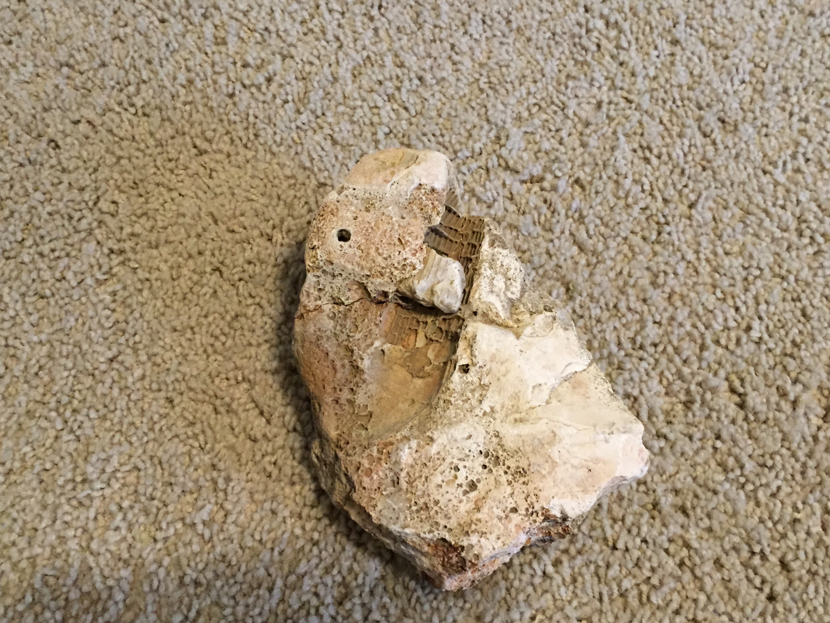 Weird fossil from the Ozarks. What is it? - Fossil ID - The Fossil Forum