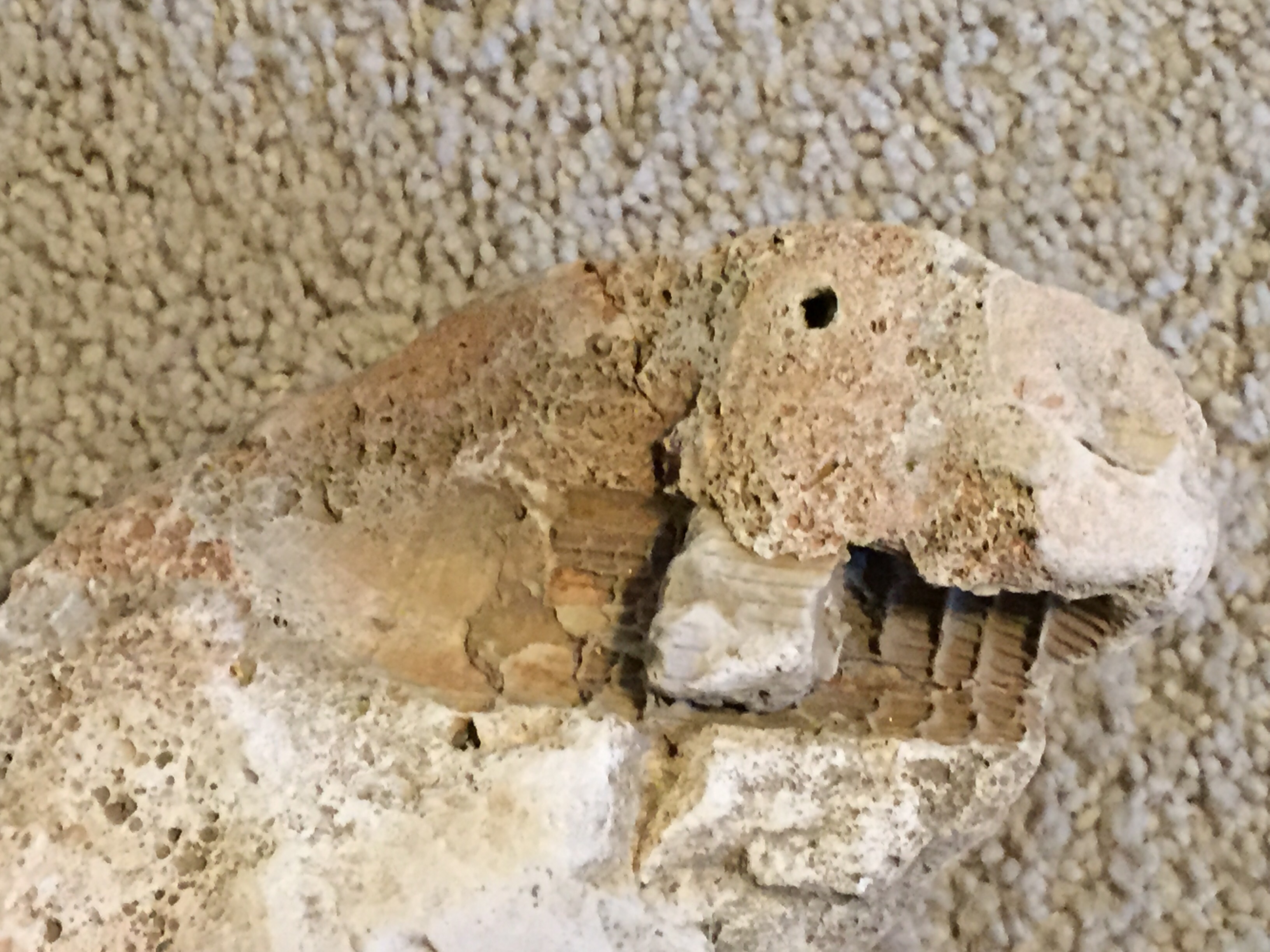Weird fossil from the Ozarks. What is it? - Fossil ID - The Fossil Forum