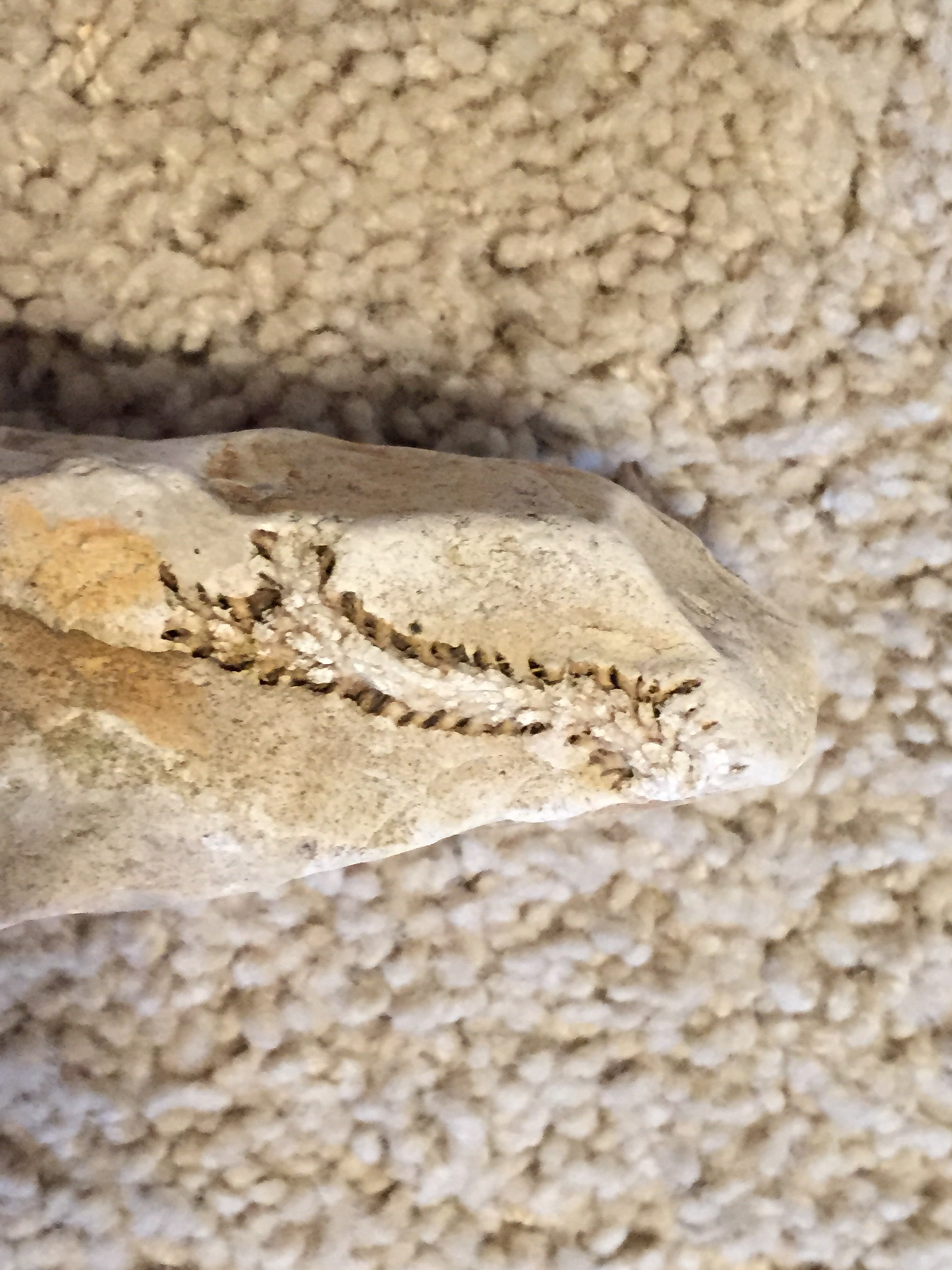 Weird fossil from the Ozarks. What is it? - Fossil ID - The Fossil Forum