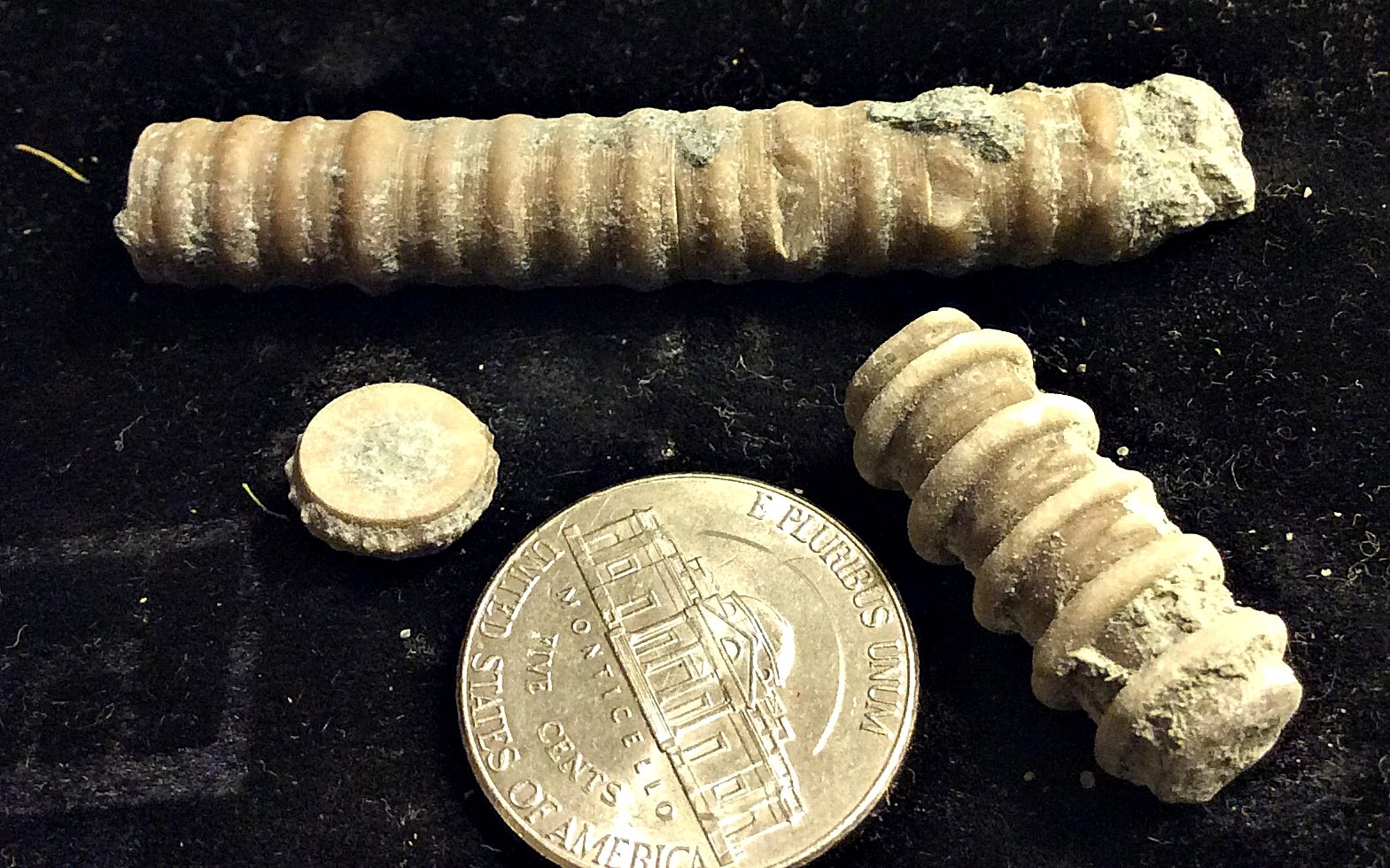 Crinoid stem pieces from Brechin, Ontario - Member Collections - The ...