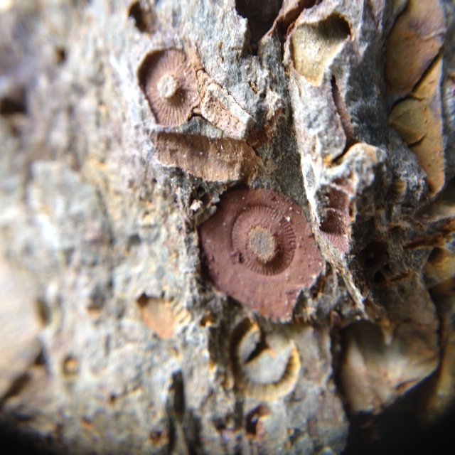 Crinoid Stem Pieces - Member Collections - The Fossil Forum