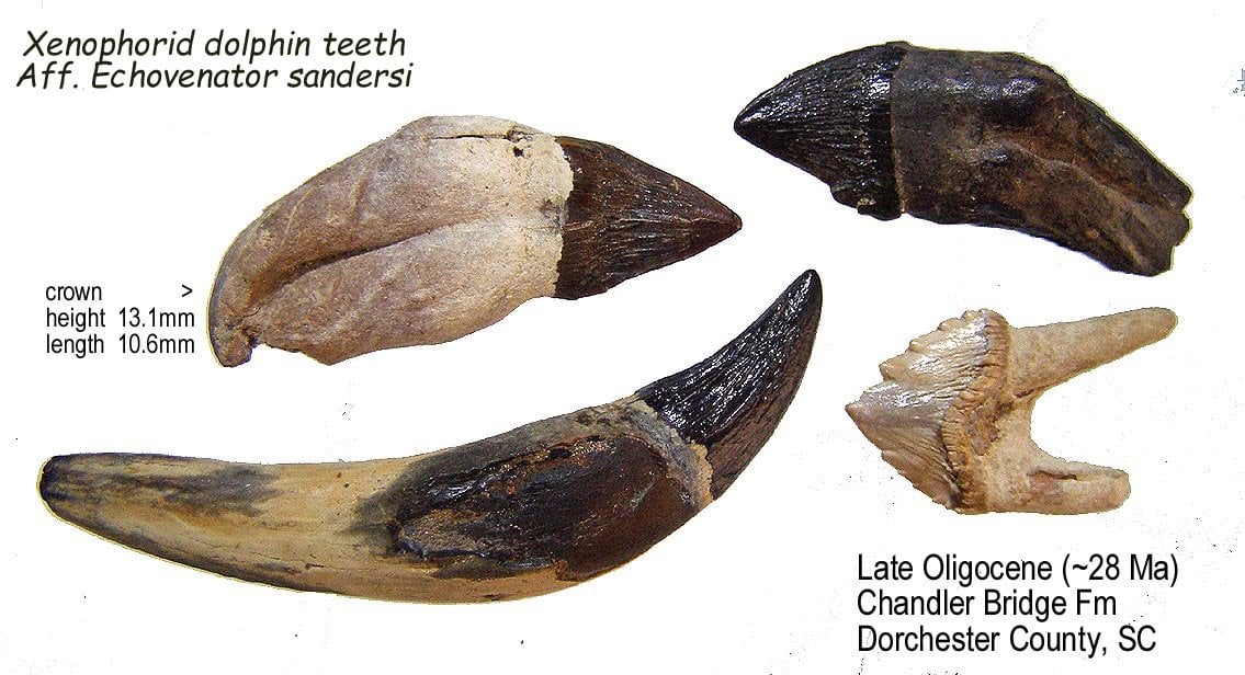 Xenophorid dolphin teeth - Member Collections - The Fossil Forum