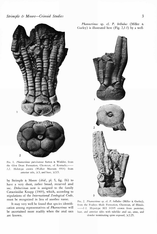 Please ID possible crinoid calyx impression - Fossil ID - The Fossil Forum