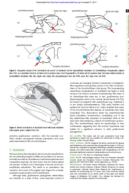 Acanthodes boyi - Sharks & Rays - The Fossil Forum