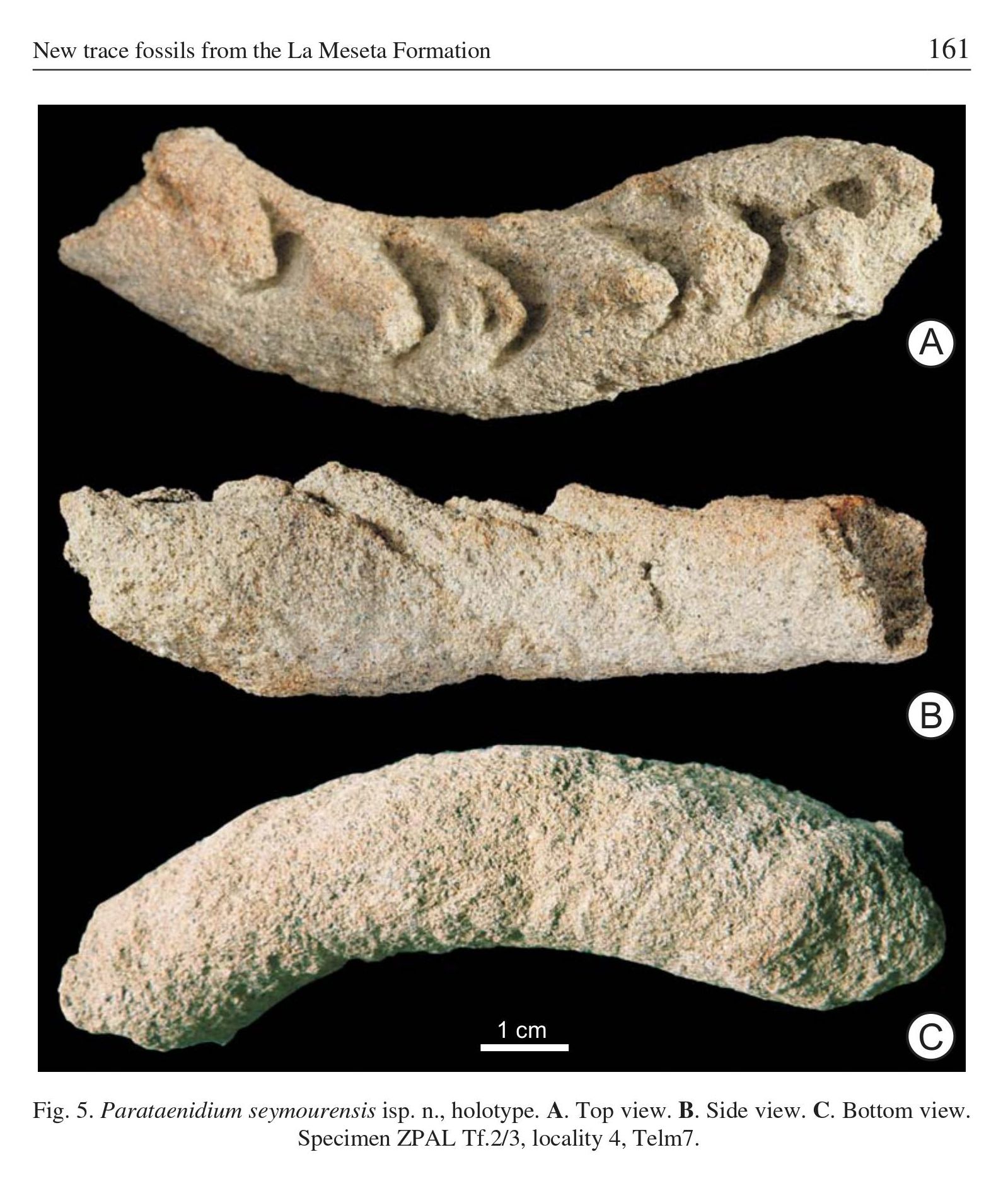 Trace fossil ID - Fossil ID - The Fossil Forum