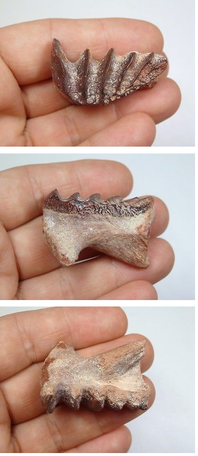 Frankentooth or are these teeth real? - Is It Real? How to Recognize ...