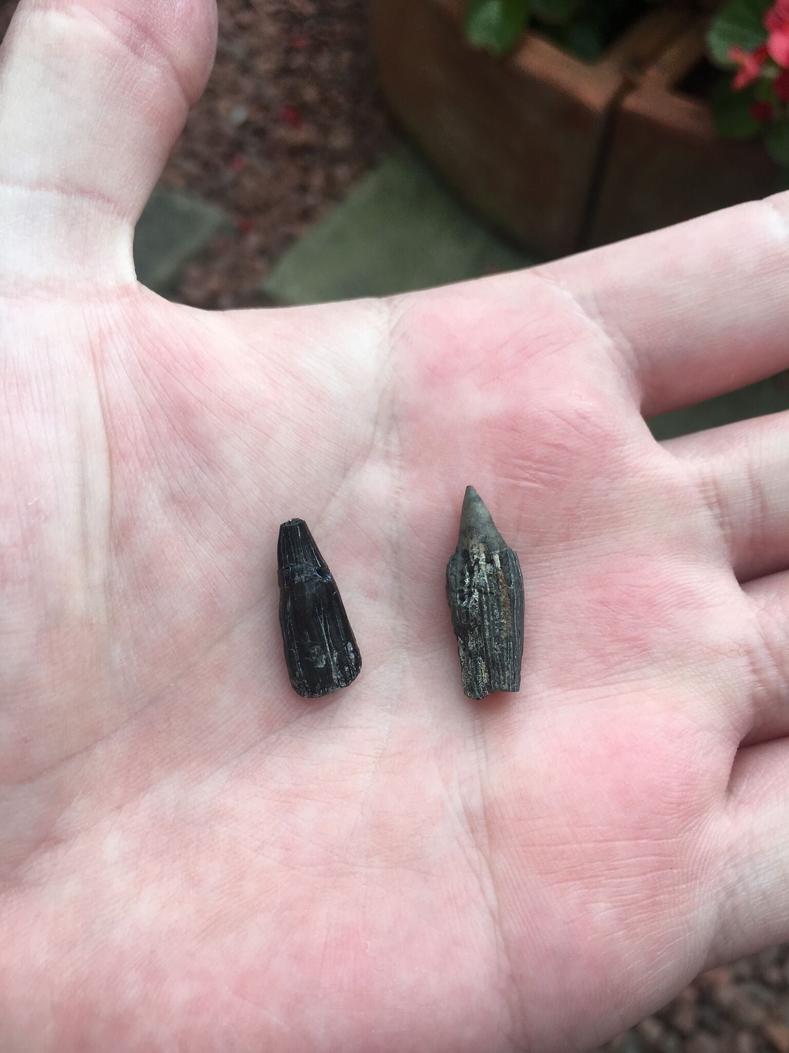 Ichthyosaur Teeth? - Fossil ID - The Fossil Forum