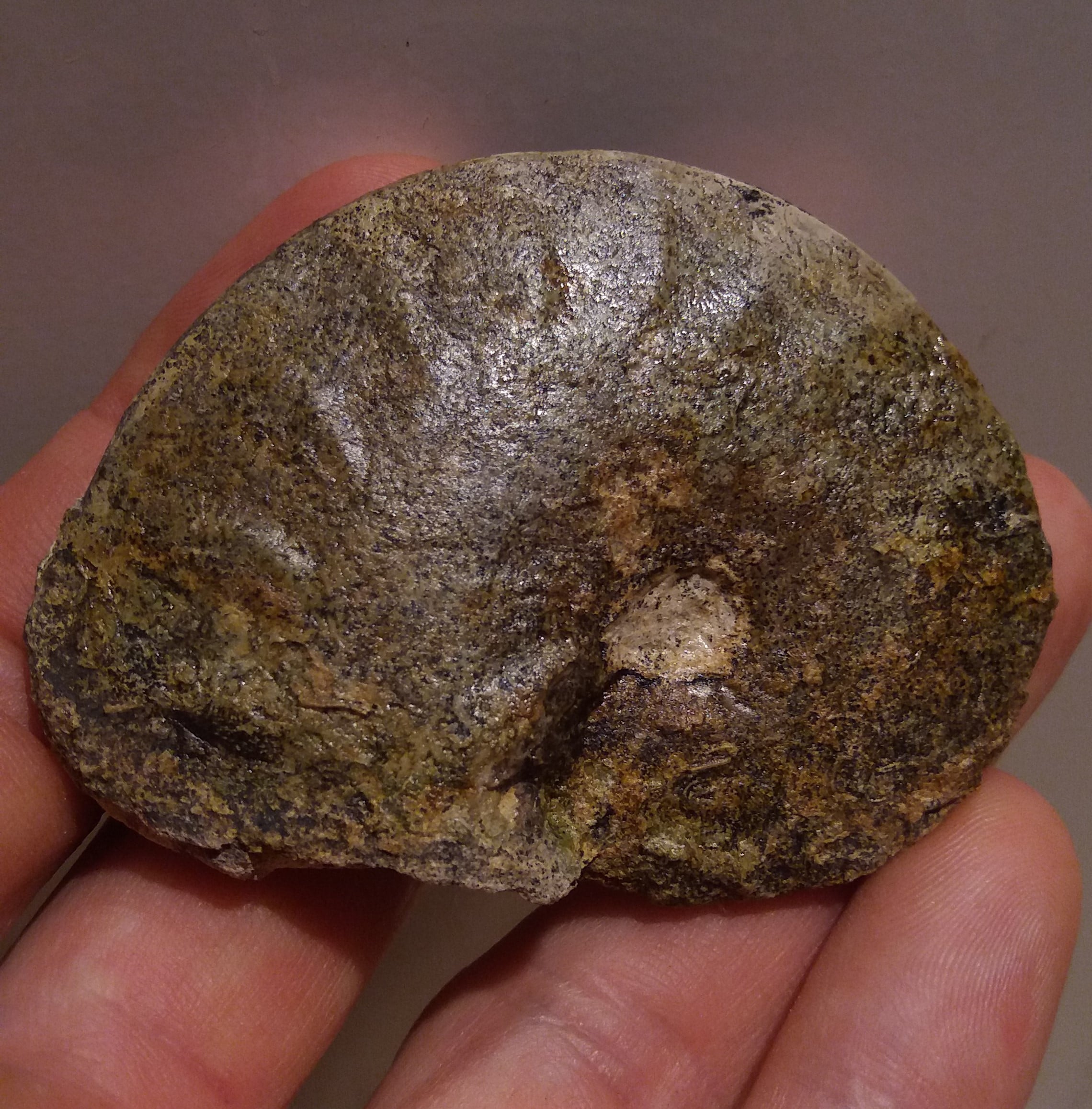ID oxfordian ammonites from Podleze, Poland - Fossil ID - The Fossil Forum