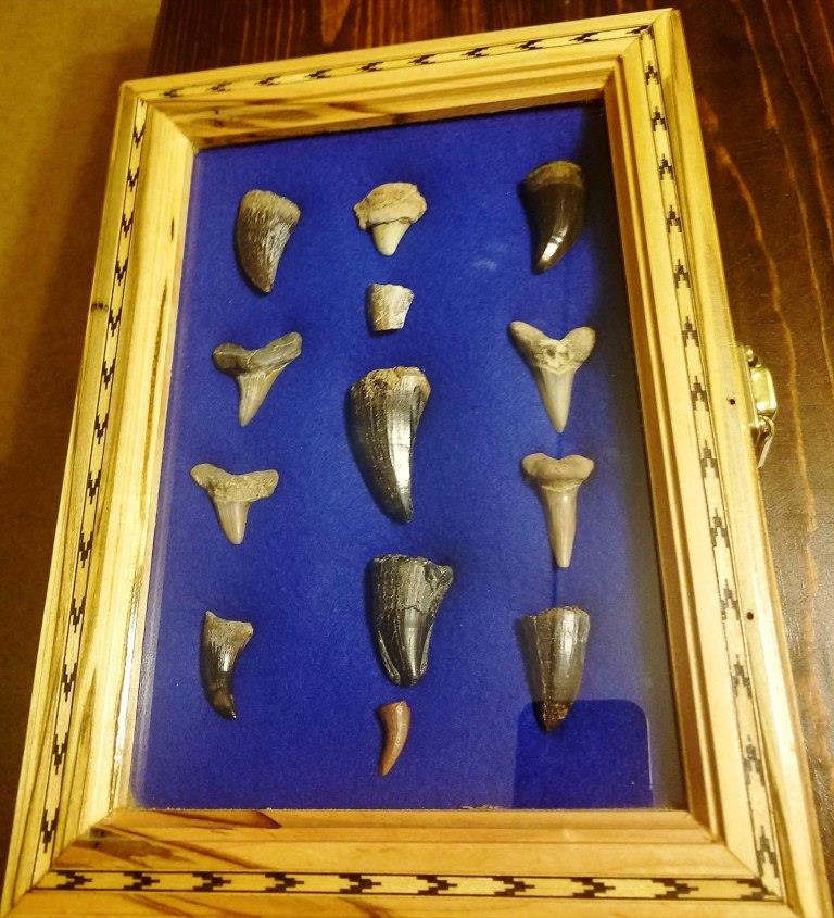 Texas Teeth - Member Collections - The Fossil Forum